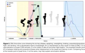 Force Plate Testing: Choosing Metrics and How to Improve Them | Adam ...