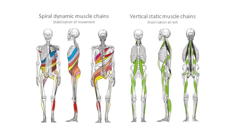 A Complete Guide to Understanding PNF in Rehab | Adam Loiacono
